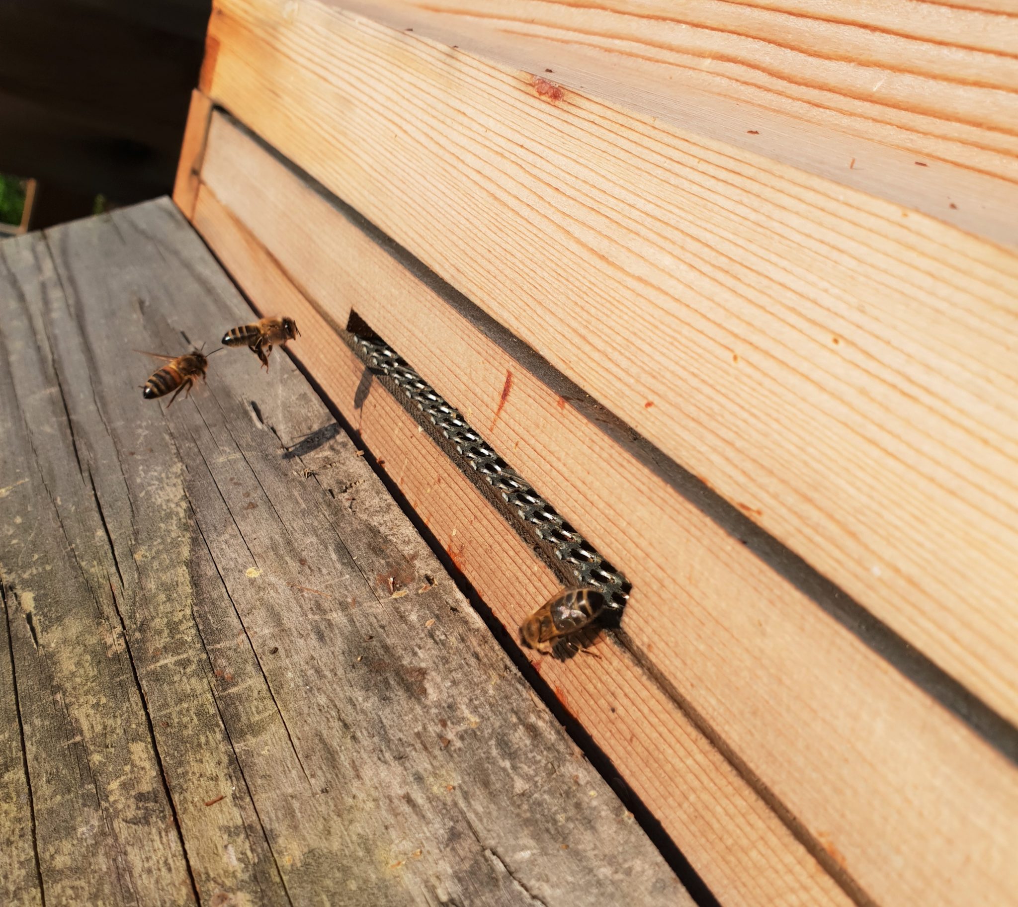 Busy Bee Season at Mythe Farm - Mythe Barn Events